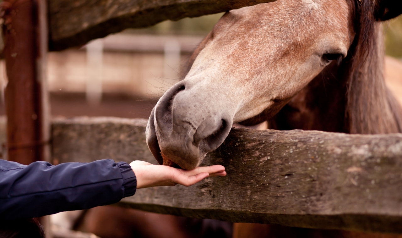 Horse Therapy Helps Veterans Overcome Trauma | Columbia University ...