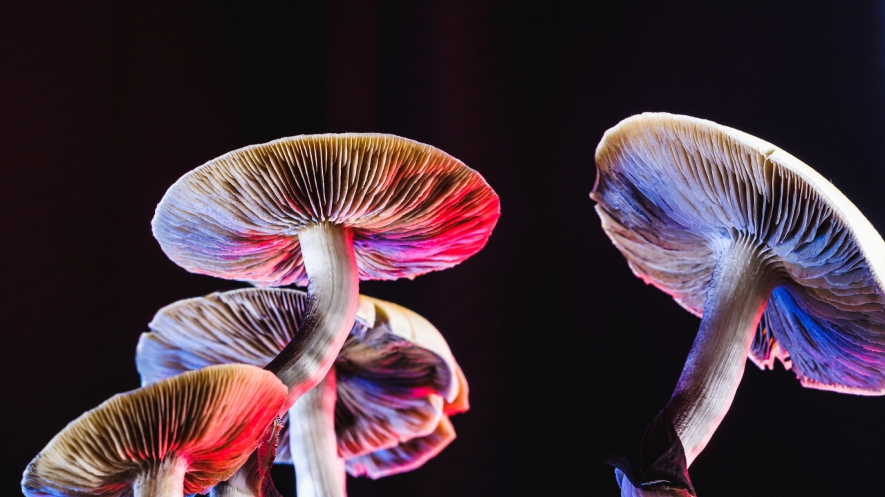 psilocybin for depression