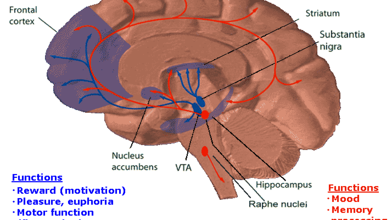 Study Shows Brain’s ‘Pleasure Chemical’ Triggered by Pain Too ...